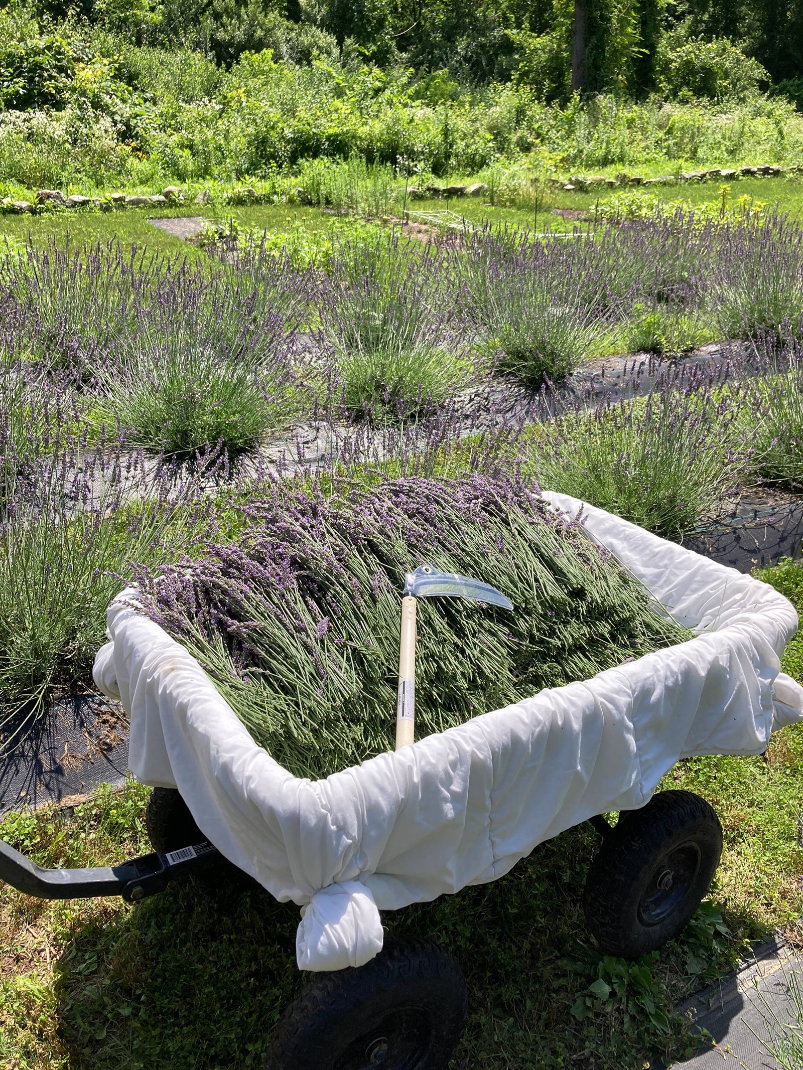 Home | Lavender Ridge Farm
