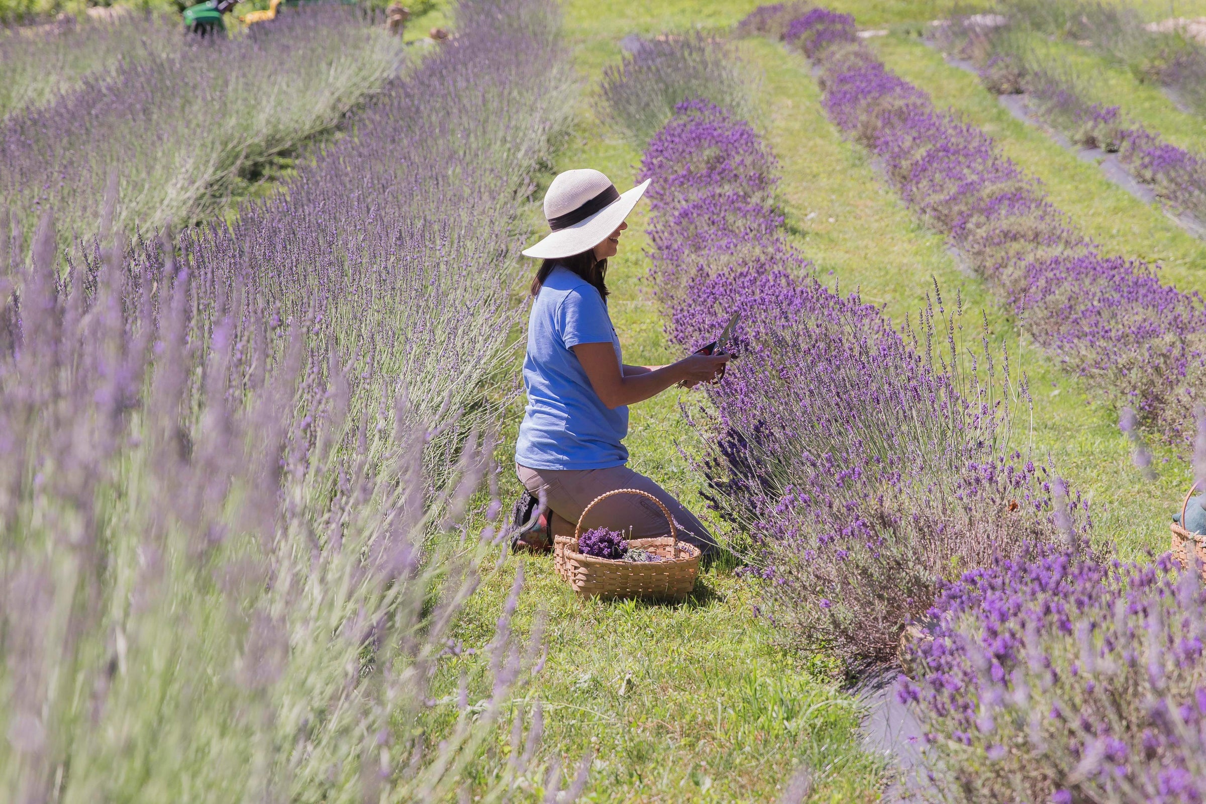Home | Lavender Ridge Farm