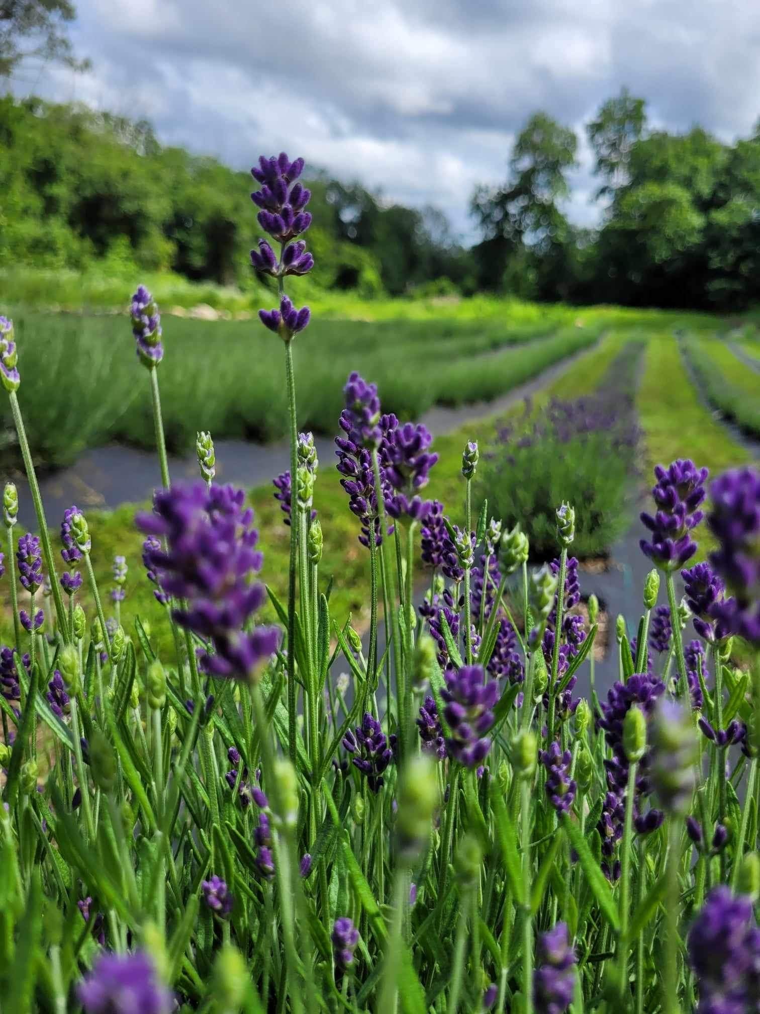 Home | Lavender Ridge Farm